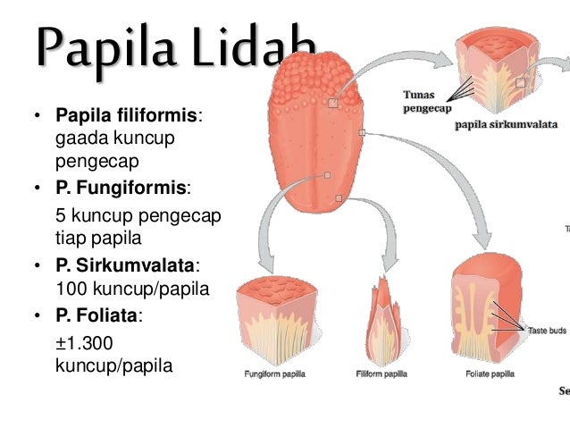 Sistem Indra - Biologi Kelas XI