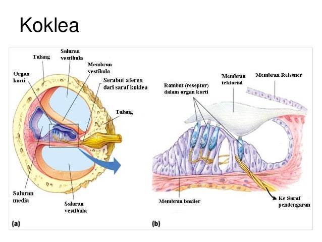 Sistem Indra - Biologi Kelas XI