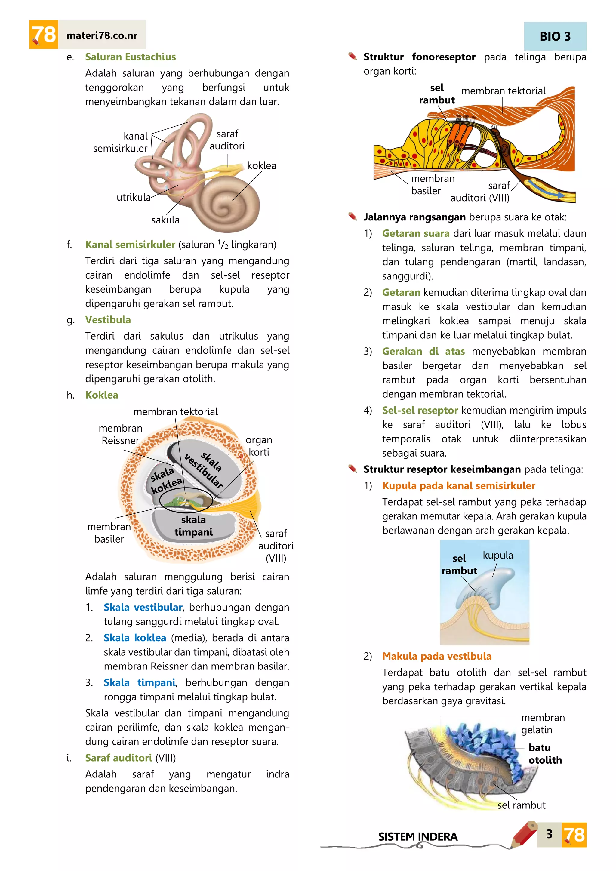 MATERI Sistem indra KELAS XI SMA | PDF