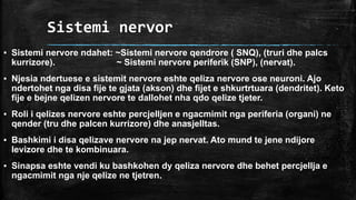 Sistemi nervor | PPT