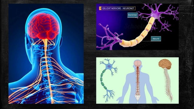 Sistemi nervor | PPT