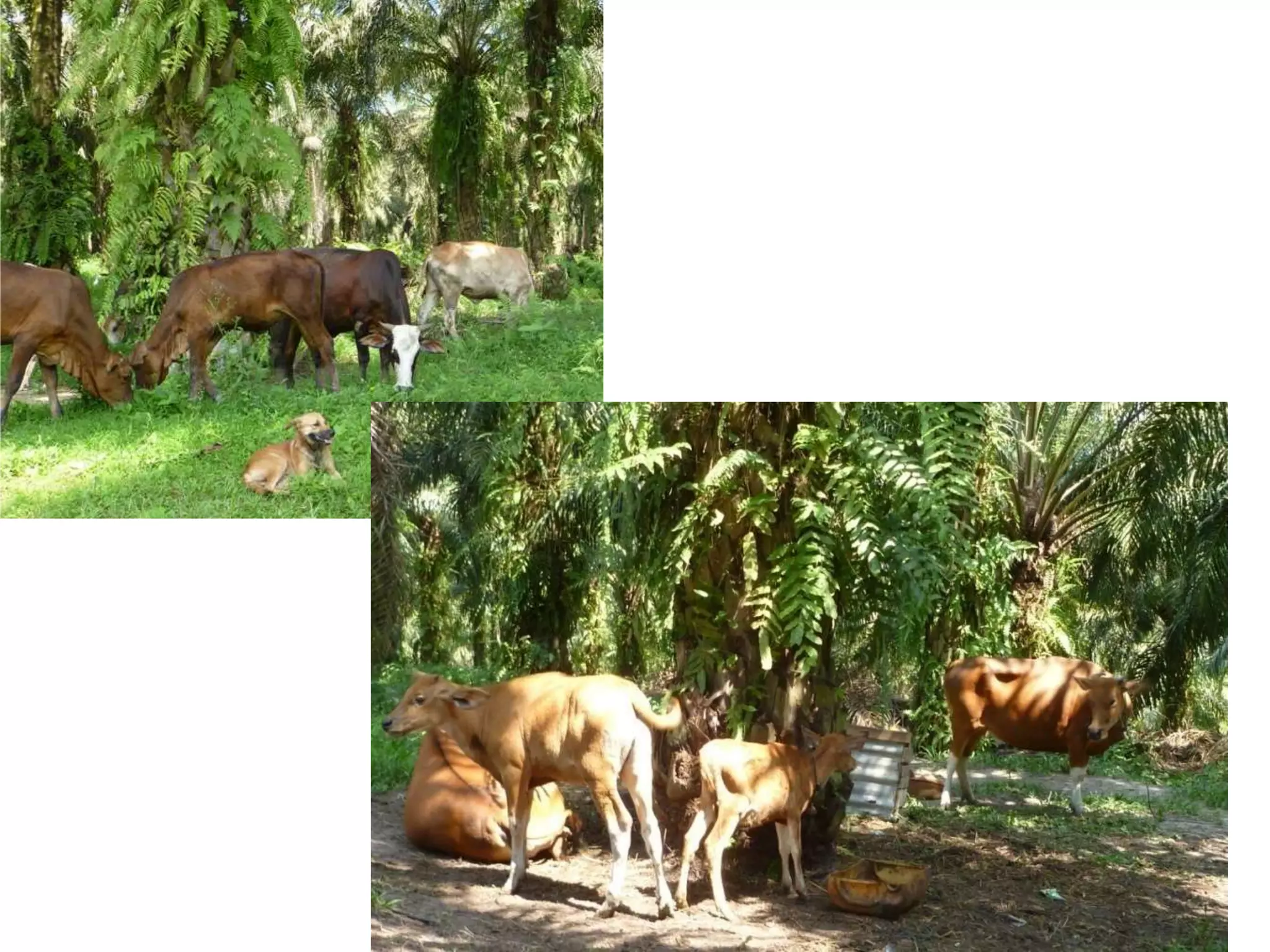 Sistem integrasi sapi kelapa sawit (siska) | PPSX