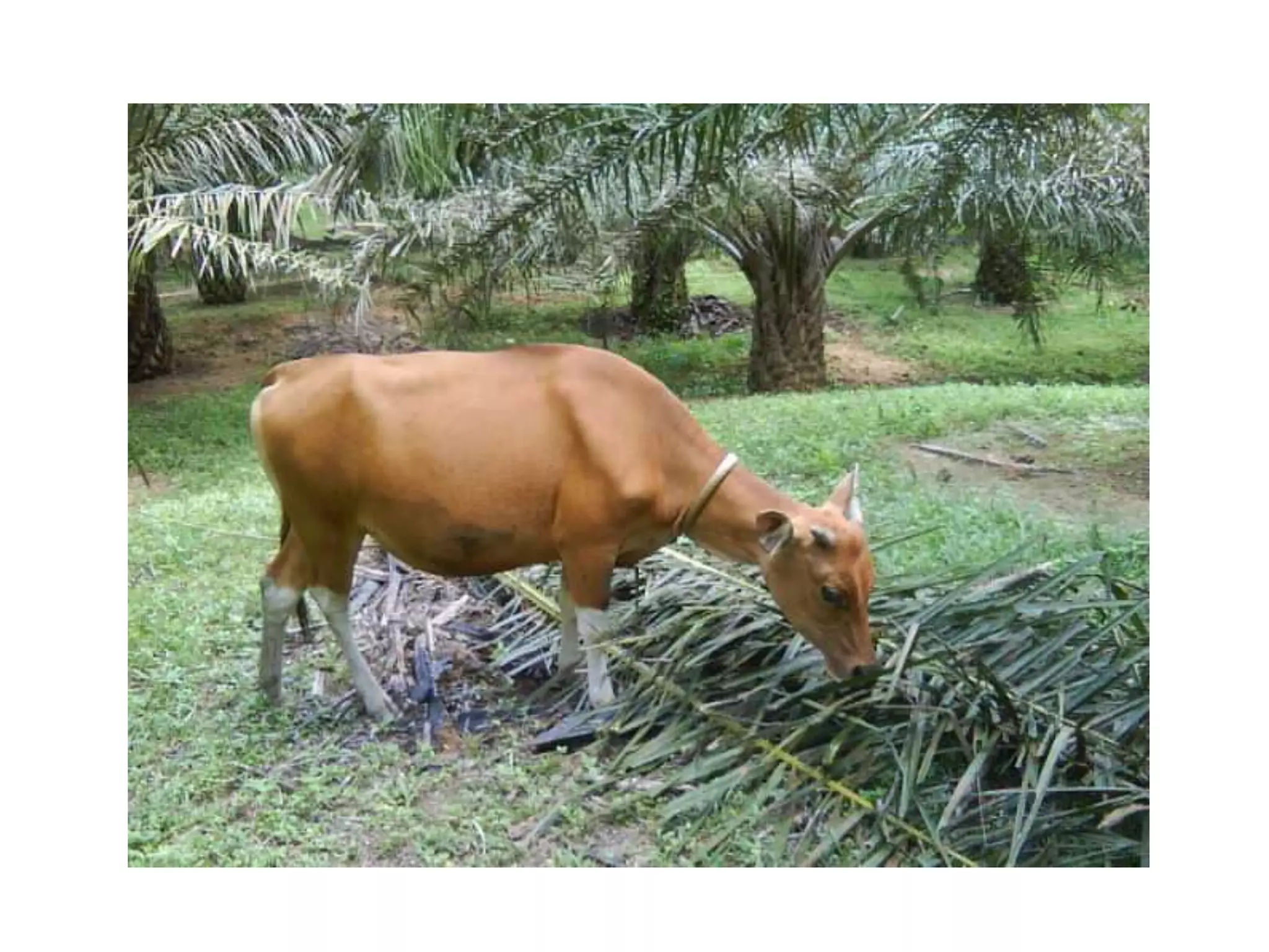 Sistem integrasi sapi kelapa sawit (siska) | PPSX