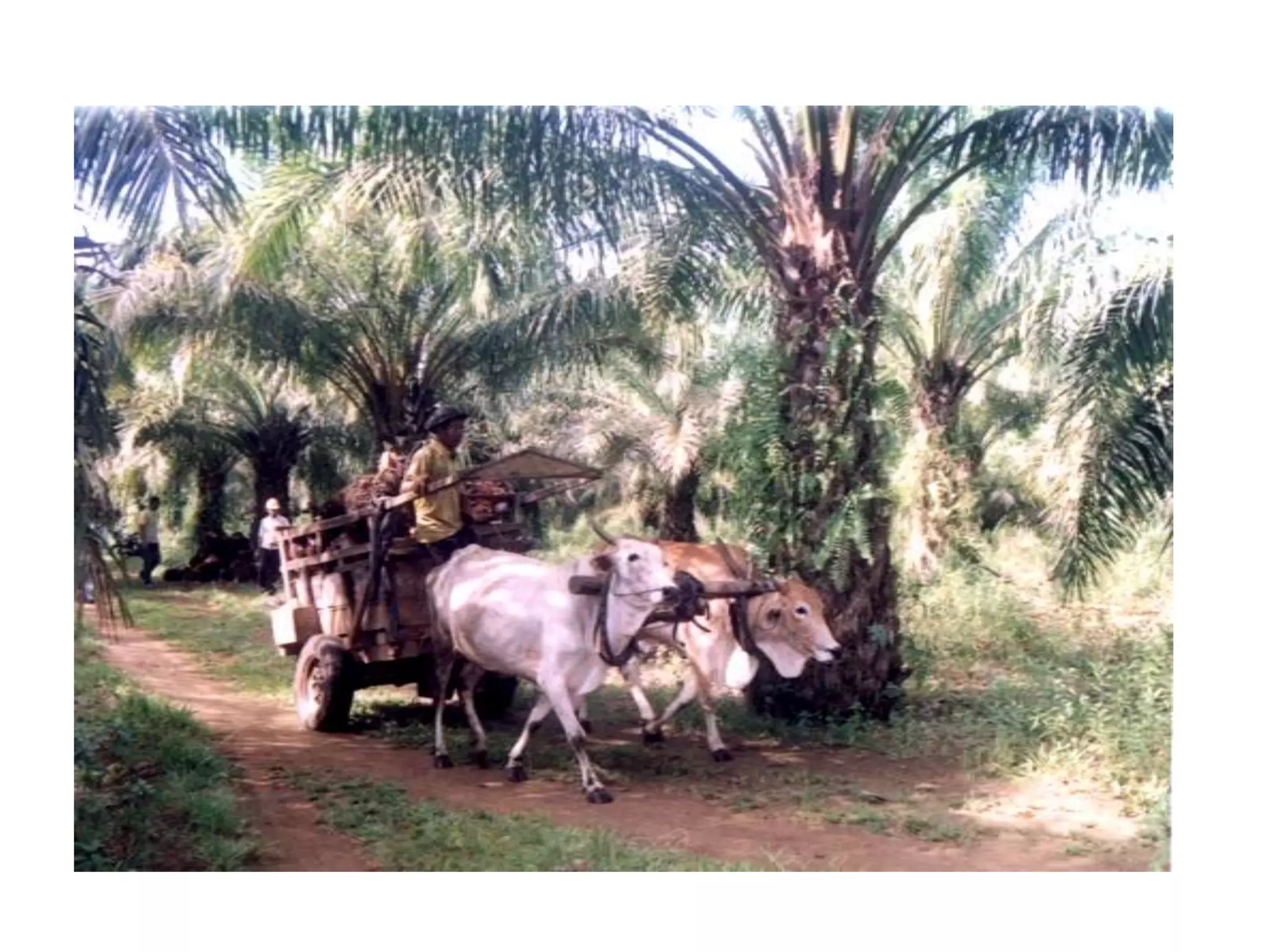 Sistem integrasi sapi kelapa sawit (siska) | PPSX