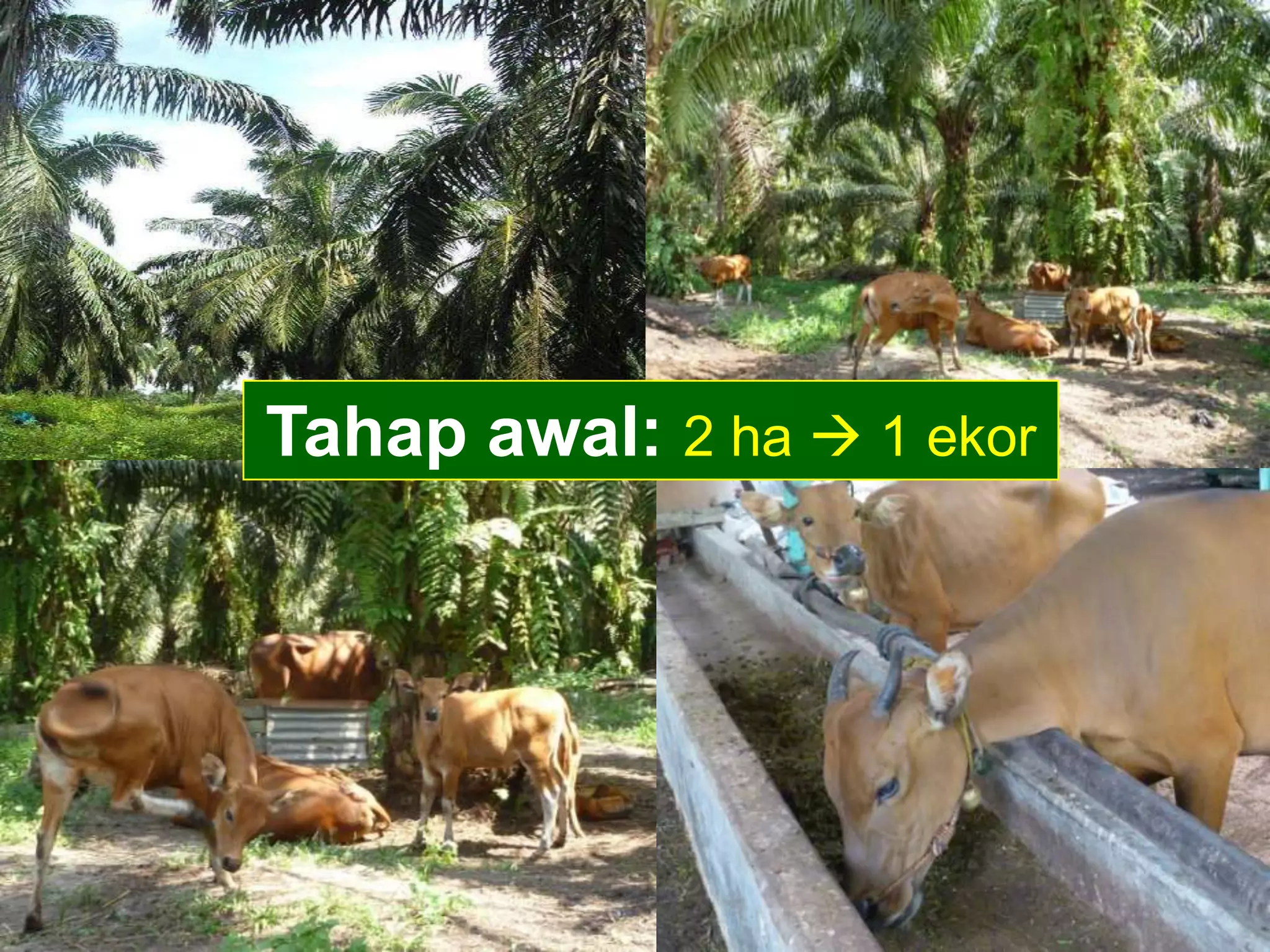 Sistem integrasi sapi kelapa sawit (siska) | PPSX