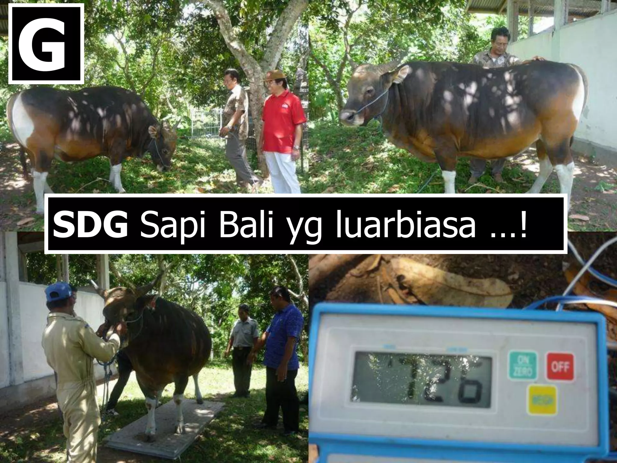 Sistem integrasi sapi kelapa sawit (siska) | PPSX
