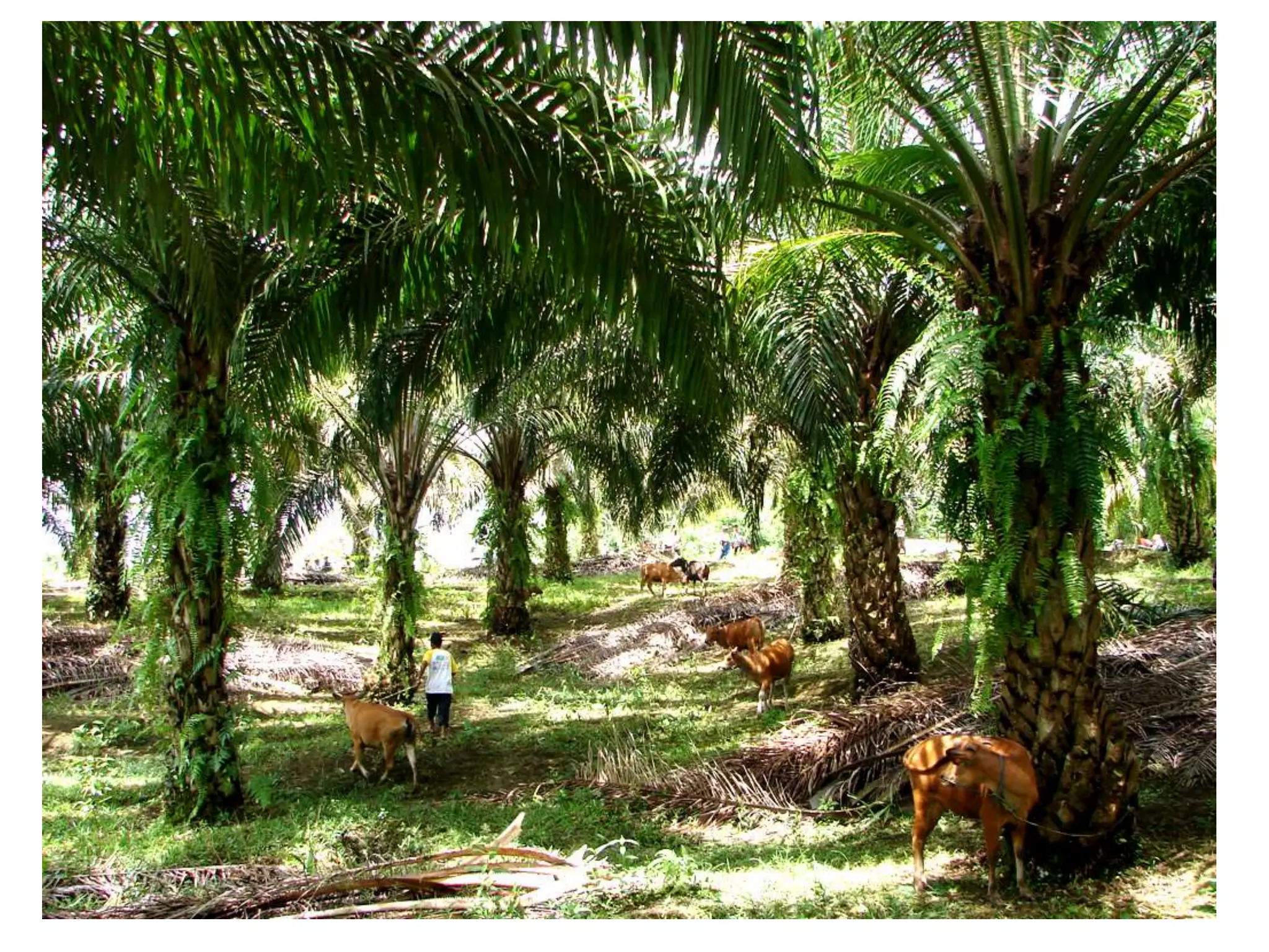 Sistem integrasi sapi kelapa sawit (siska) | PPSX