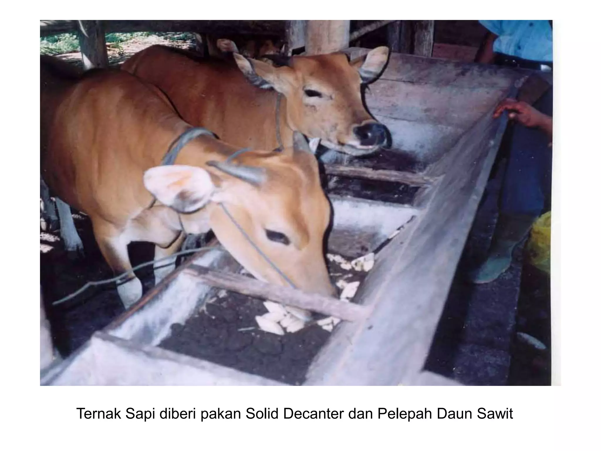 Sistem integrasi sapi kelapa sawit (siska) | PPSX