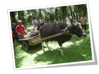 Sistem integrasi sapi kelapa sawit (siska) | PPSX