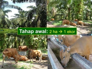Sistem integrasi sapi kelapa sawit (siska) | PPSX