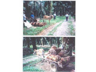 Sistem integrasi sapi kelapa sawit (siska) | PPSX