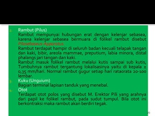Sistem integumen | PPT