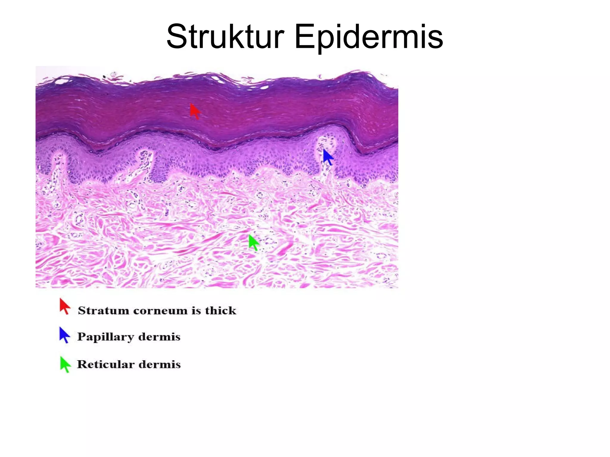 Sistem integumen | PPT