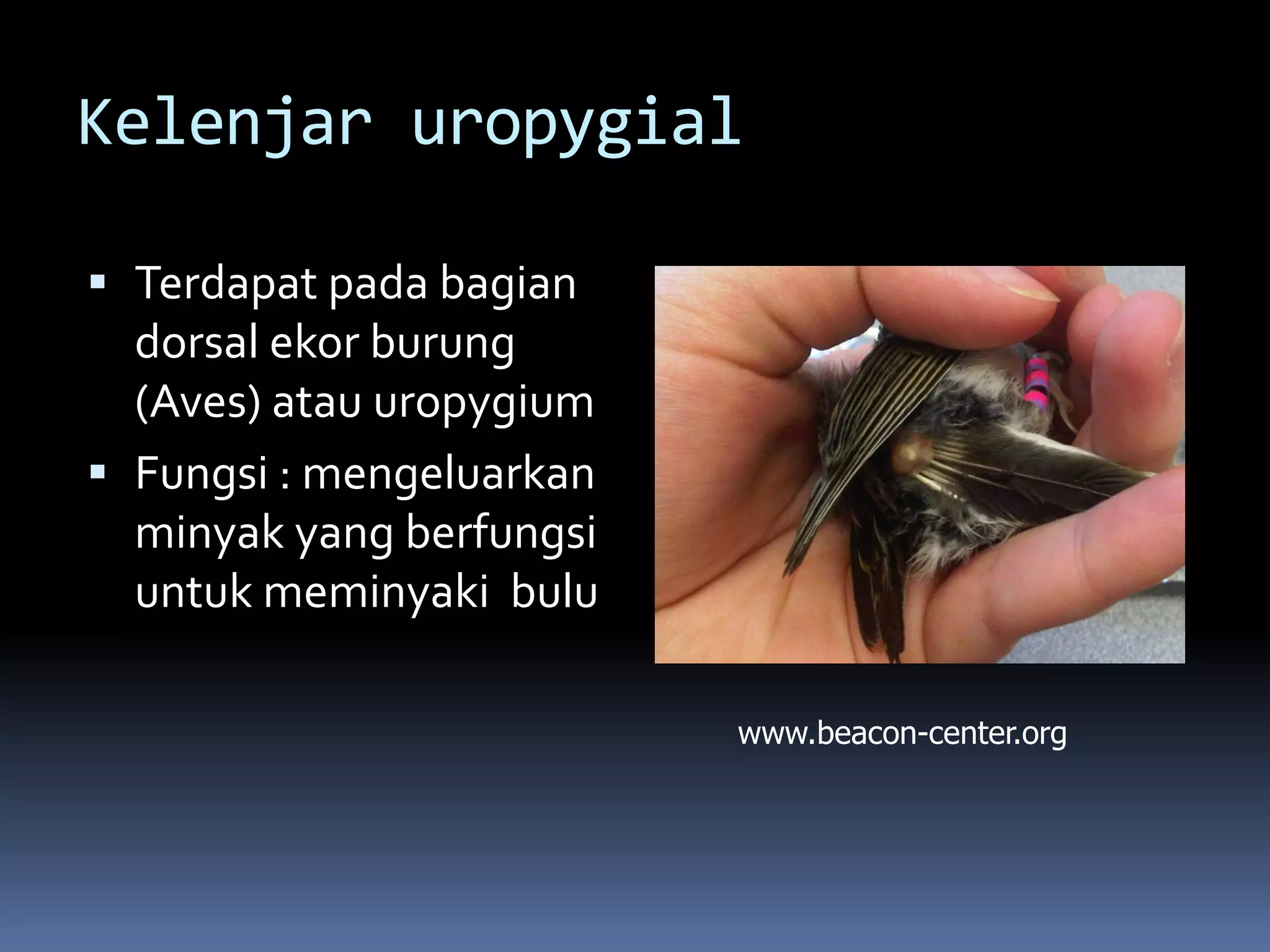 Sistem integumen | PDF