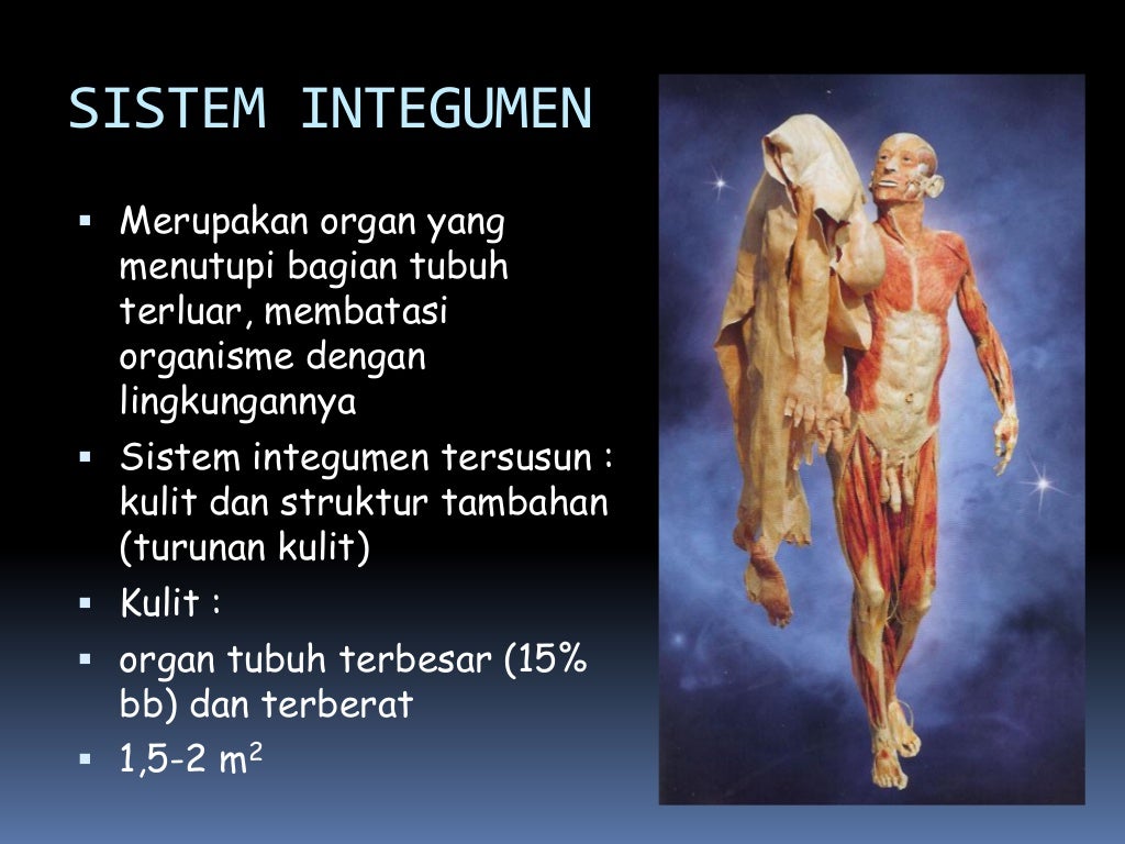 Sistem integumen