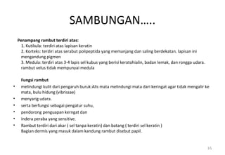 Sistem integumen | PPT