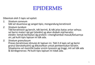 Sistem integumen | PPT