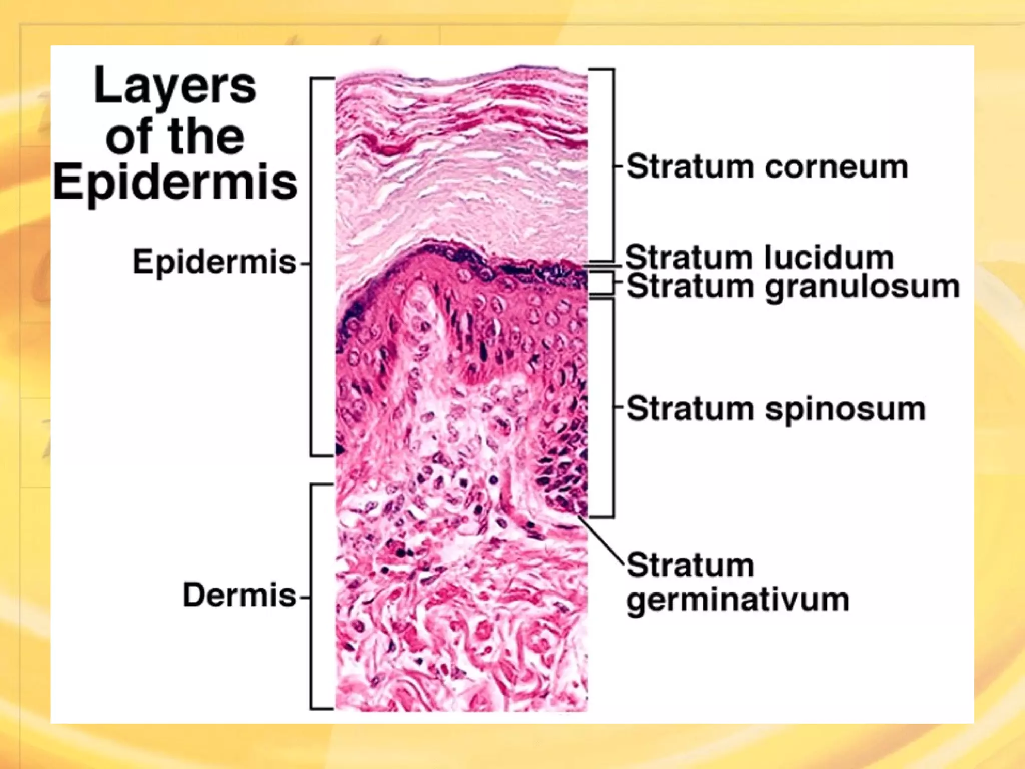 Sistem integumen (Struktur Hewan) | PPT
