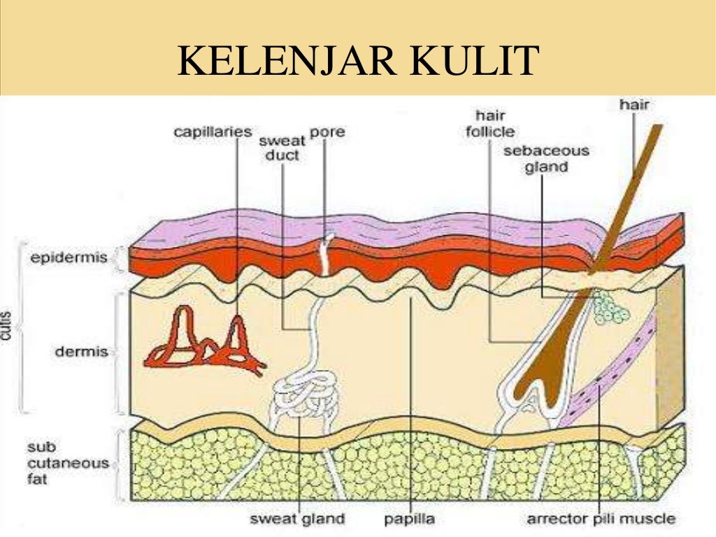 Sistem Integumen (Universitas Kuningan)