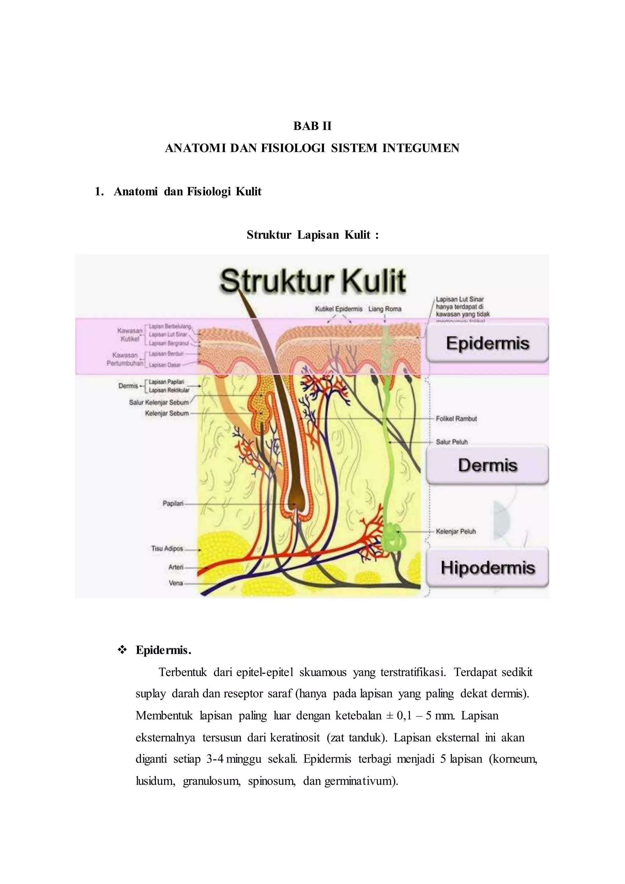 Sistem integumen | DOCX