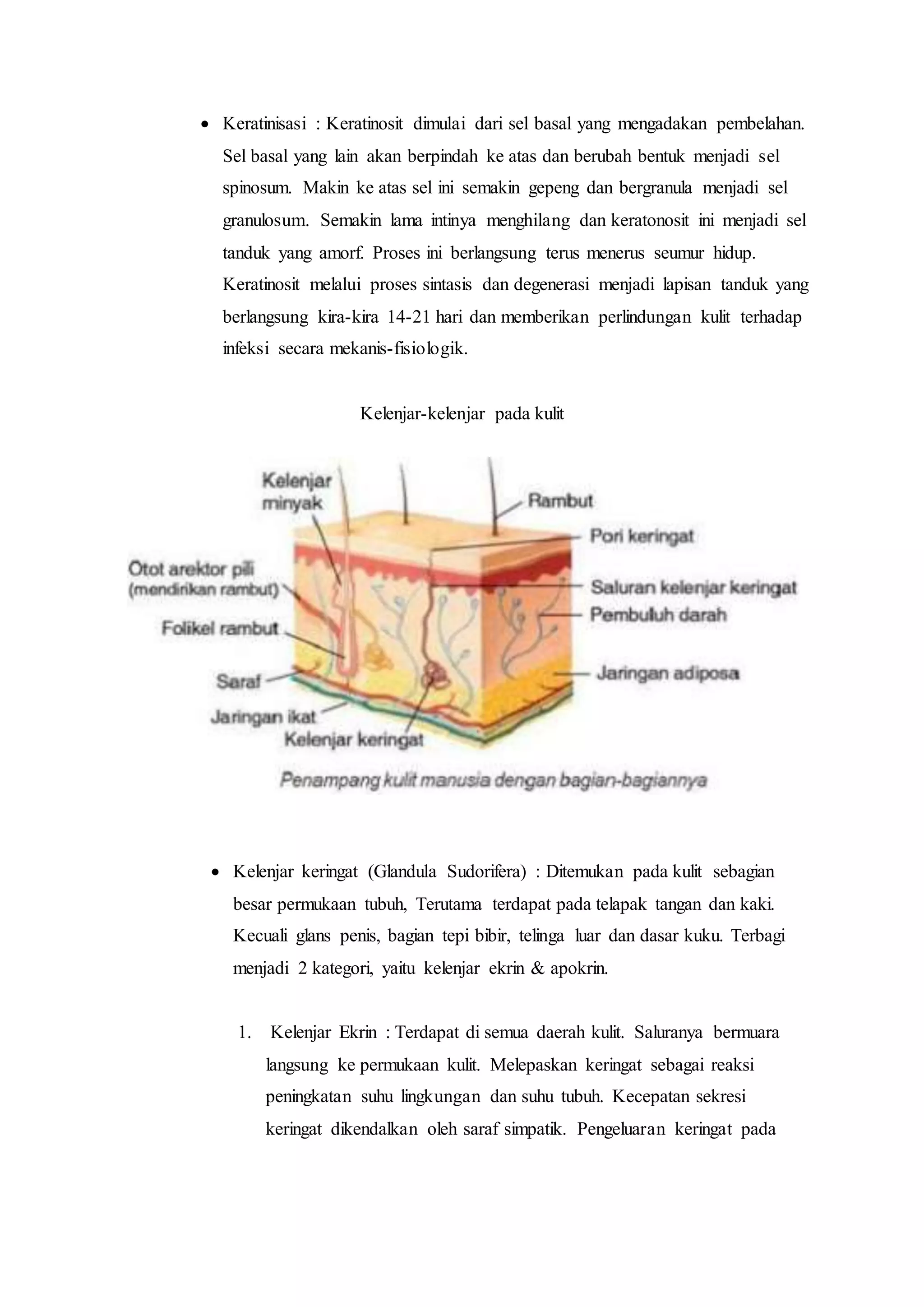 Sistem integumen | DOCX