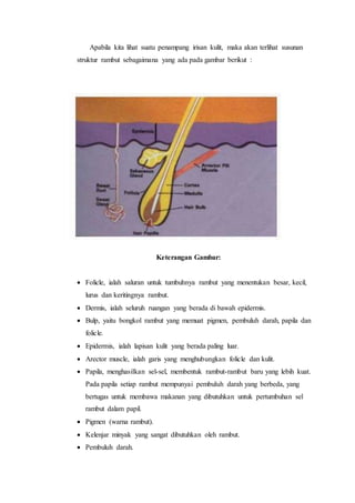 Sistem integumen | DOCX