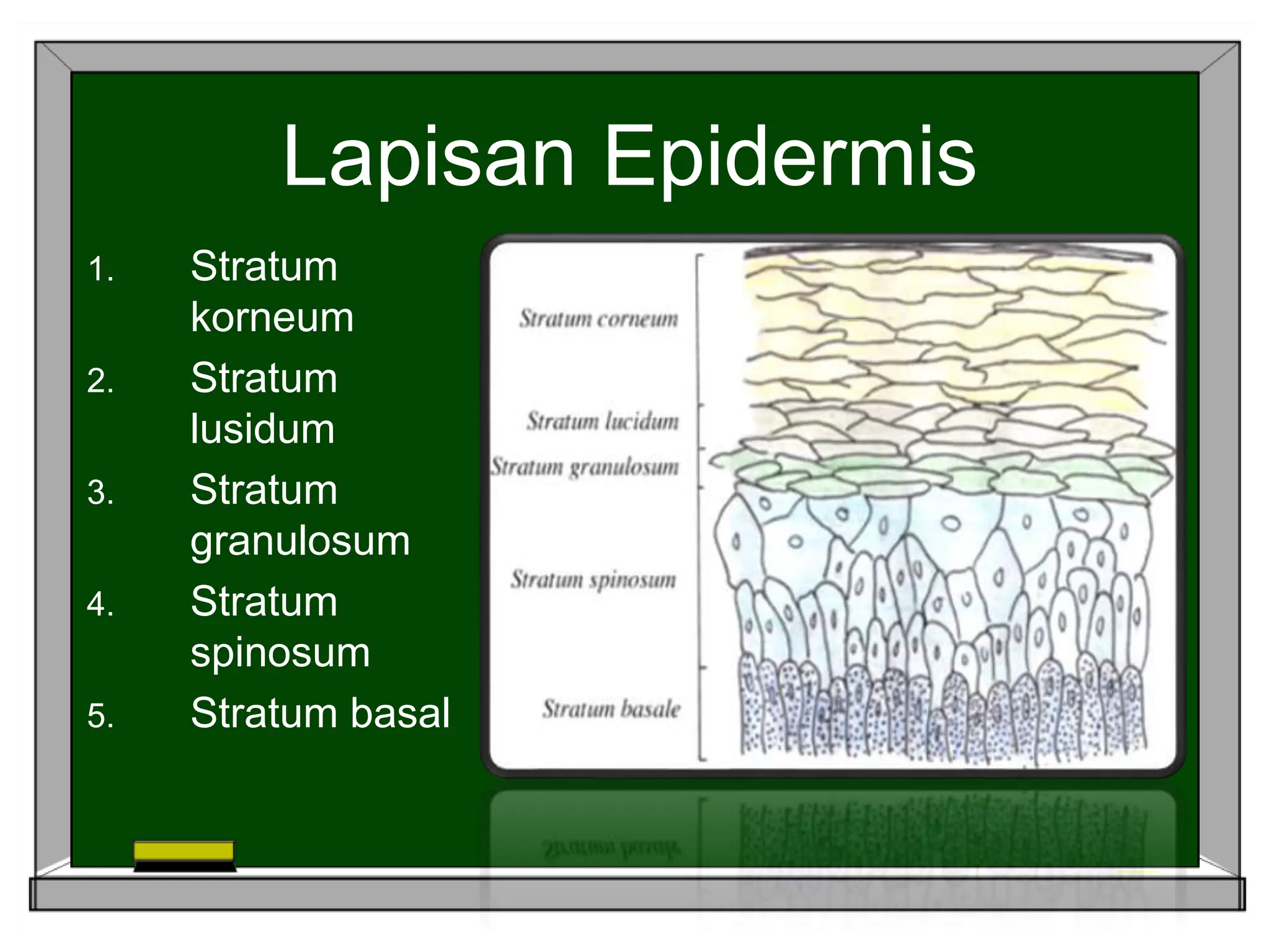 Sistem Integumen pada hewan vertebrata manusia dan hewan vertebrata | PPTX