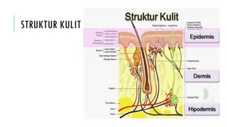 Sistem Integumen pptx sistem integumennn | PPTX