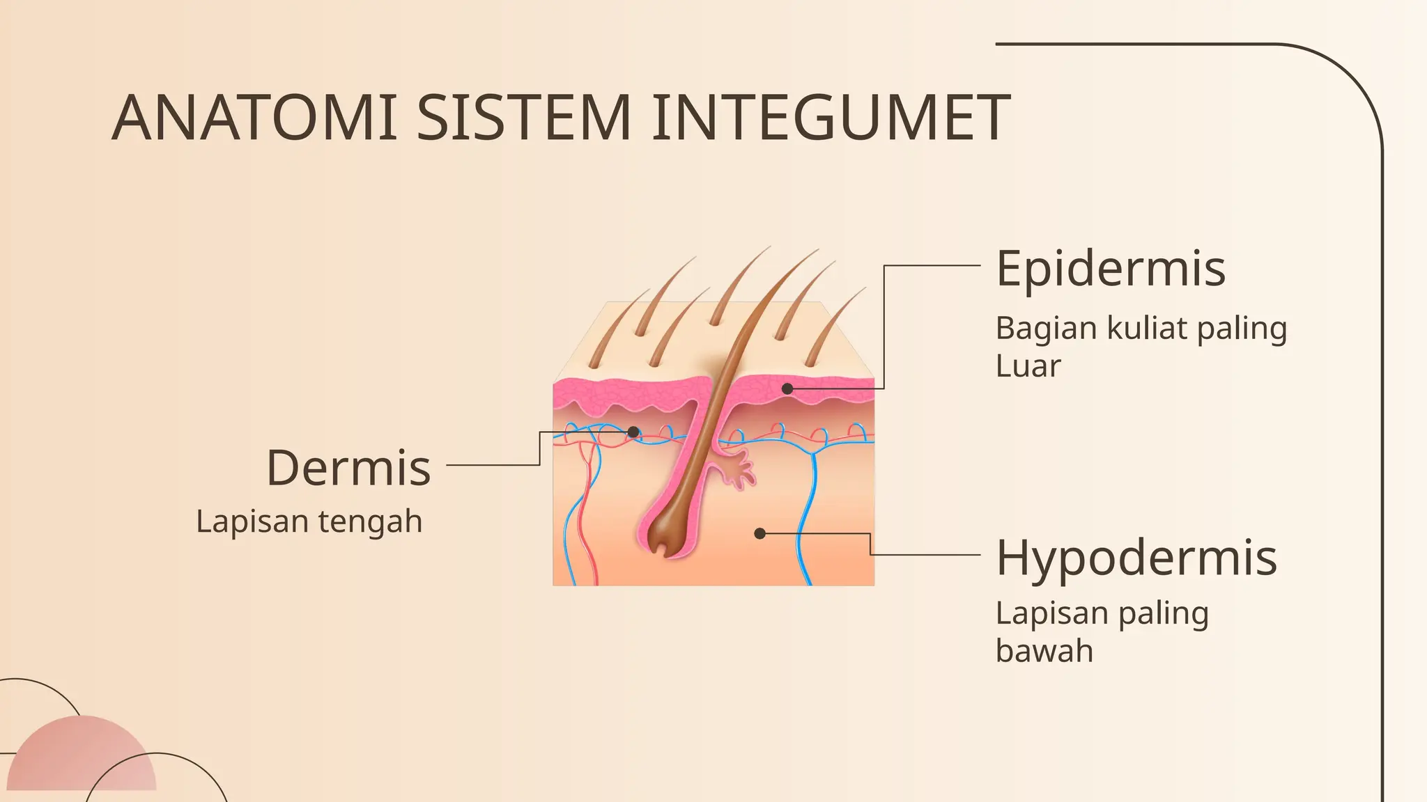 sistem integumen KULIT, LAPISAN EPIDERMIS | PPT