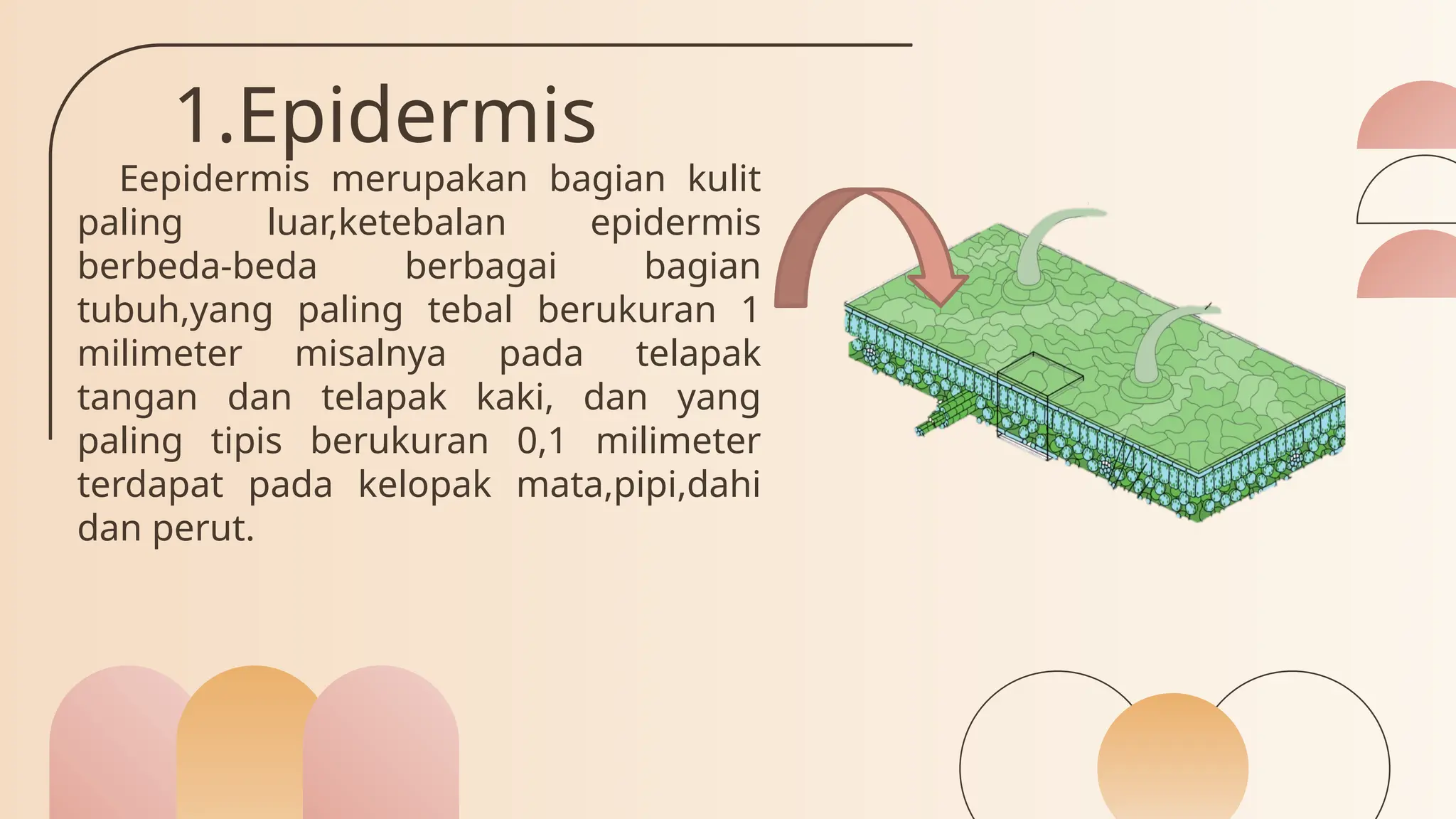 sistem integumen KULIT, LAPISAN EPIDERMIS | PPT