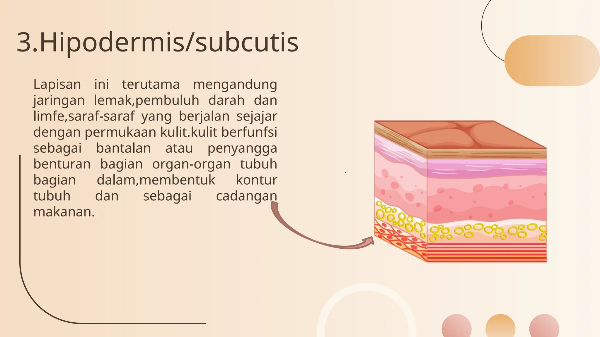 sistem integumen KULIT, LAPISAN EPIDERMIS | PPT