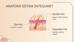 sistem integumen KULIT, LAPISAN EPIDERMIS | PPT