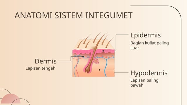 sistem integumen KULIT, LAPISAN EPIDERMIS | PPT
