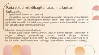 sistem integumen KULIT, LAPISAN EPIDERMIS | PPT