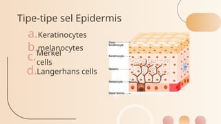 sistem integumen KULIT, LAPISAN EPIDERMIS | PPT