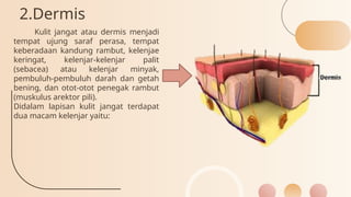 sistem integumen KULIT, LAPISAN EPIDERMIS | PPT