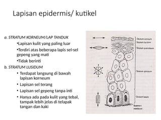 SISTEM INTEGUMEN pada manusia pada umumnya.pptx