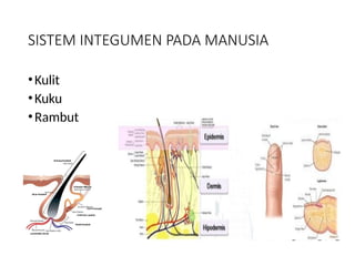 SISTEM INTEGUMEN pada manusia pada umumnya.pptx