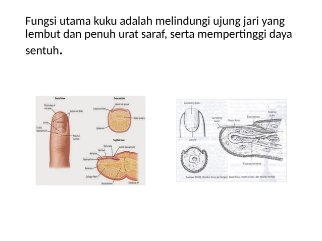 materi ajar ttng SISTEM_INTEGUMEN.pptx m | PPTX
