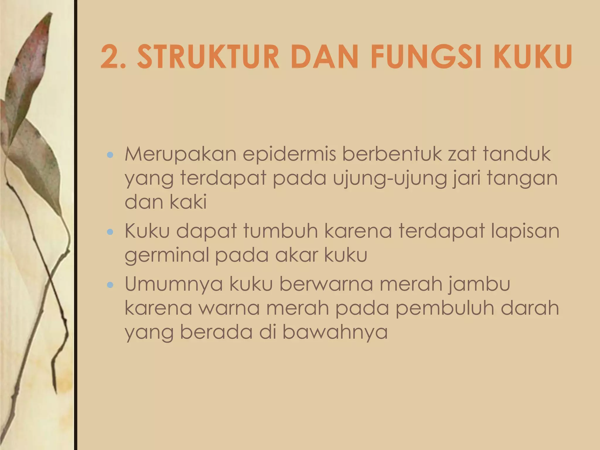 Sistem integumen manusia | PPTX