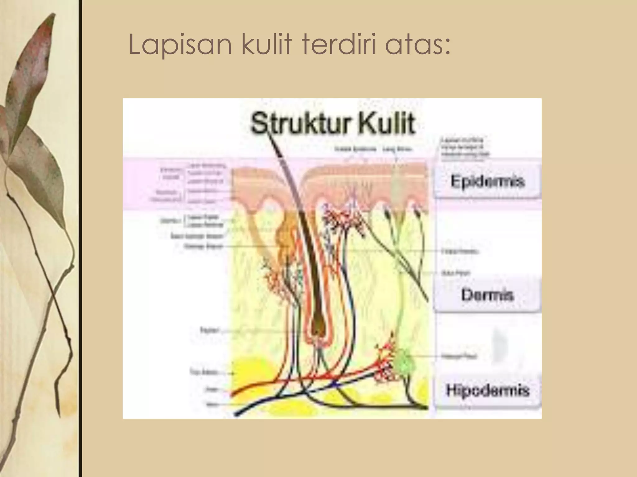 Sistem integumen manusia | PPTX