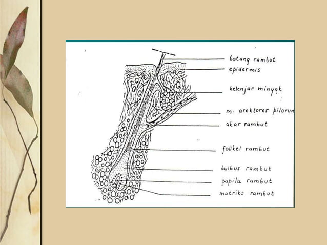 Sistem integumen manusia | PPTX