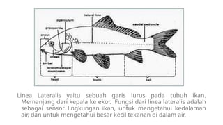 Sistem Integumen_Ikhtiologi_Perikanan Unpad | PPTX