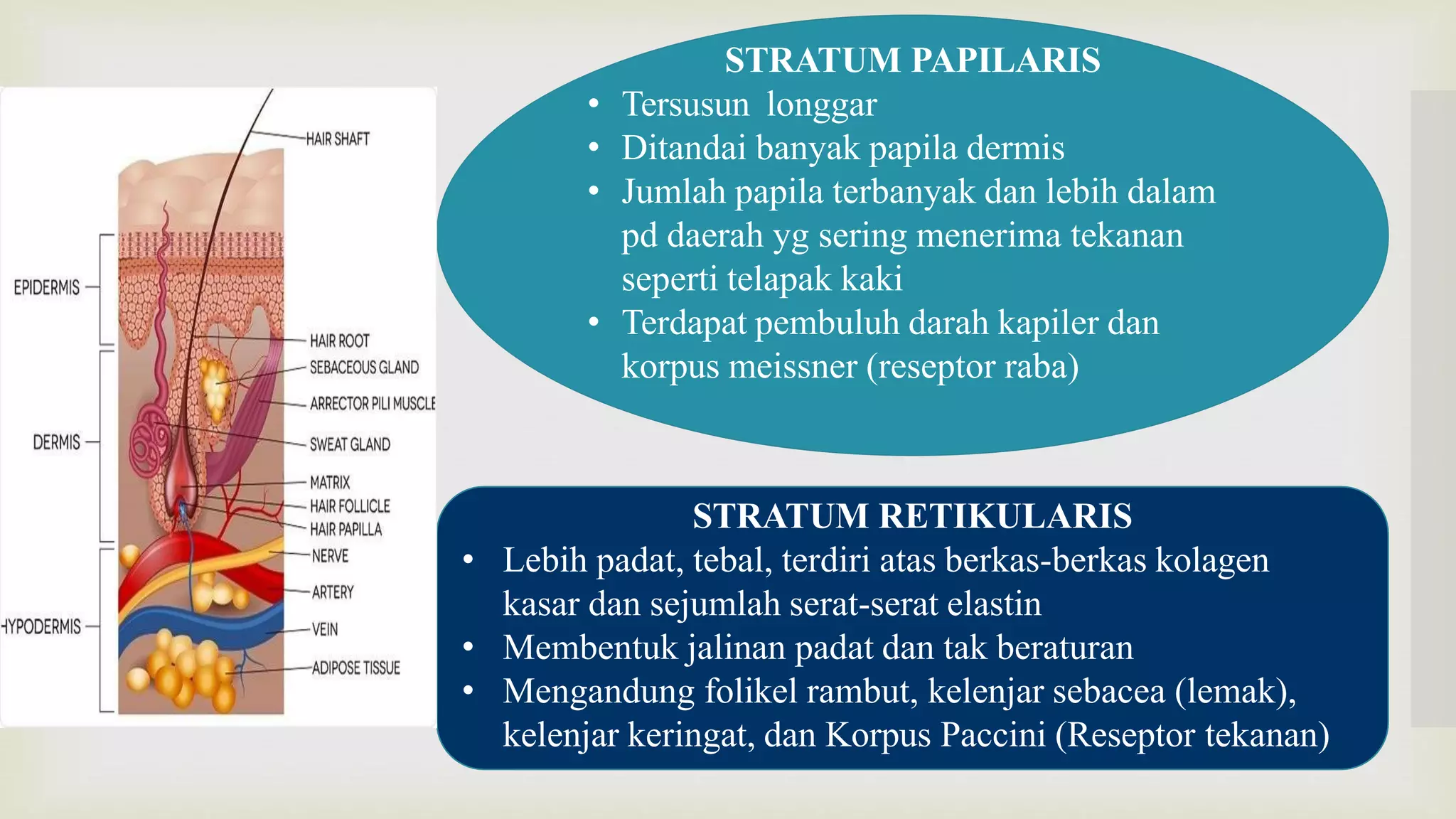 SISTEM INTEGUMEN KELOMPOK 2.pptx
