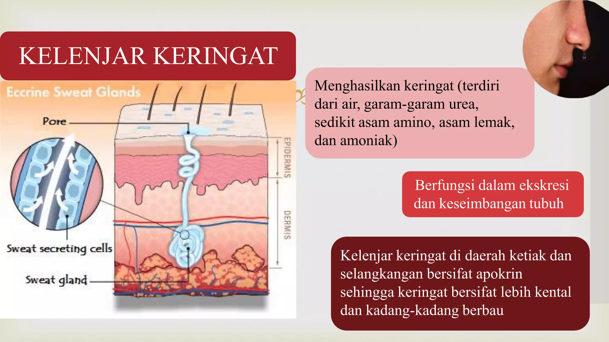SISTEM INTEGUMEN KELOMPOK 2.pptx