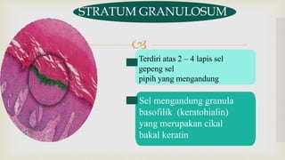 SISTEM INTEGUMEN KELOMPOK 2.pptx