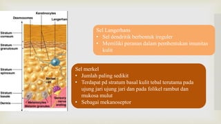 SISTEM INTEGUMEN KELOMPOK 2.pptx