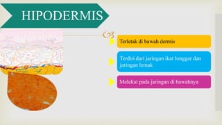 SISTEM INTEGUMEN KELOMPOK 2.pptx