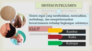 SISTEM INTEGUMEN KELOMPOK 2.pptx