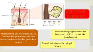 SISTEM INTEGUMEN KELOMPOK 2.pptx